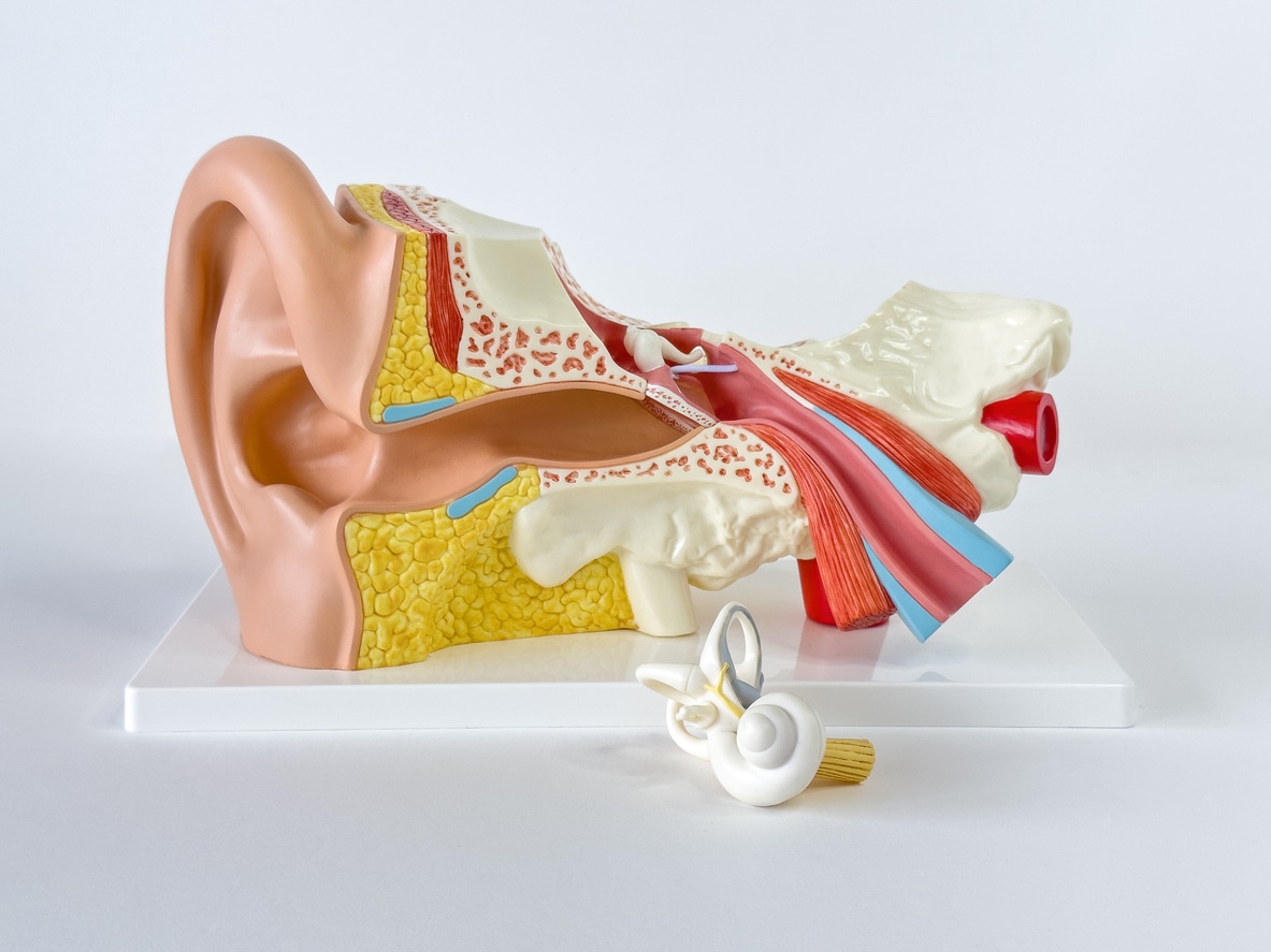 How Does the Inner Ear Affect Hearing and Balance? | Torrance Audiology ...